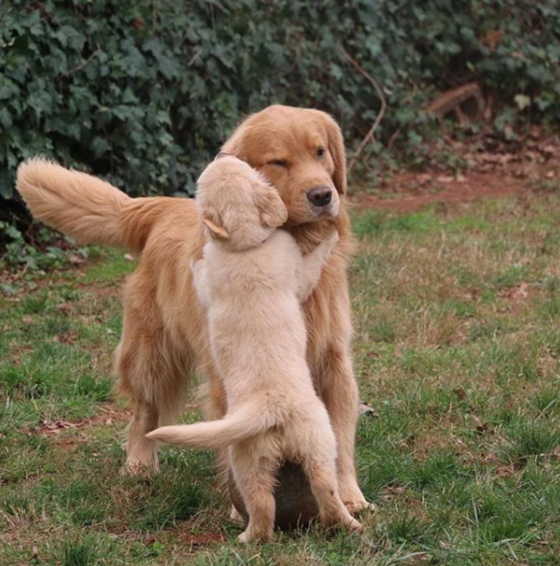 Psi i njihova bezuslovna ljubav - Vesti online