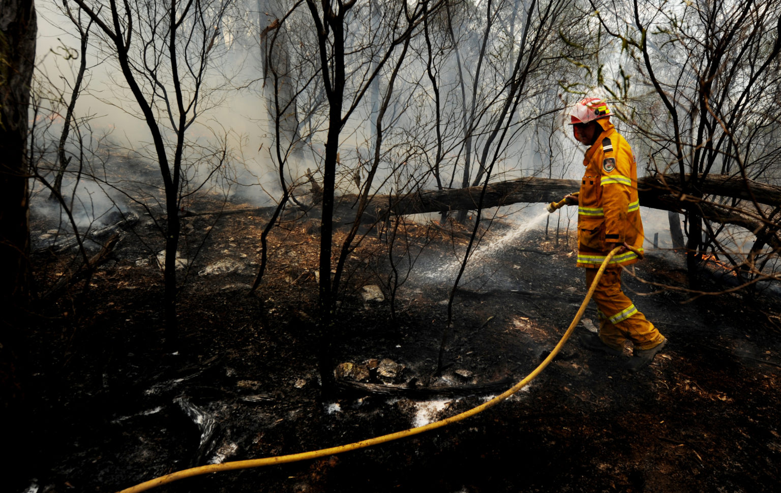 Piromani podmetnuli požar? - Vesti online
